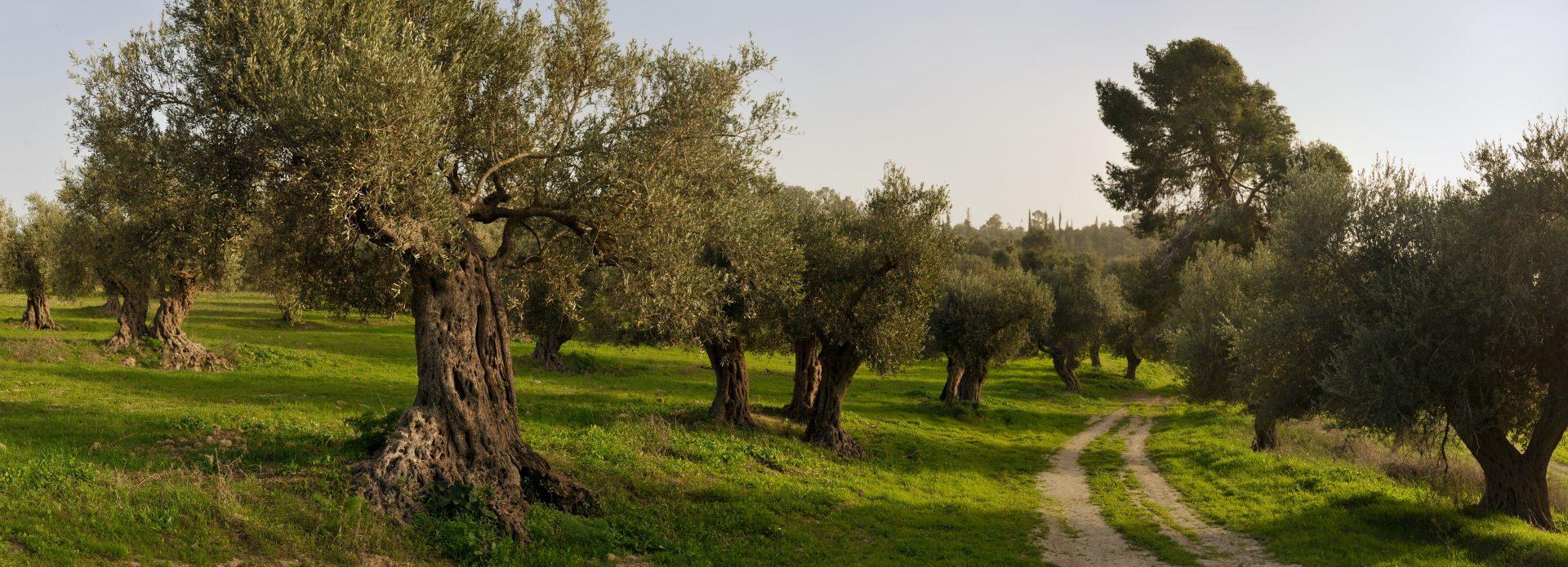 Day Trips in Israel - One Day Tours in Israel | Via Sabra